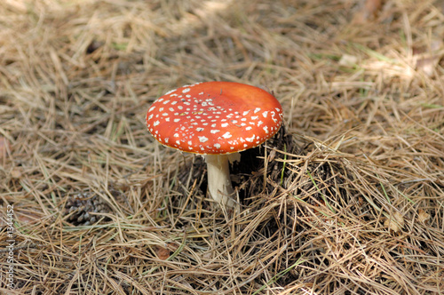 fungus,fnel,apid(第2页)_大山谷图库