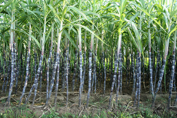sugarcane,_大山谷图库