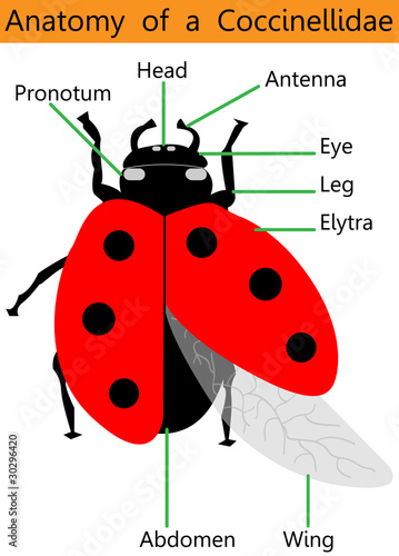 "Anatomy of a ladybug" Stock image and royalty-free vector files on ...