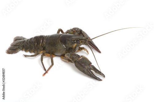 Astacoidea; Langostino; Astacus; Cangrejo de Río; Camarón de Río ...
