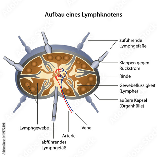 "aufbau lymphknoten illustration" Stockfotos und lizenzfreie Vektoren ...