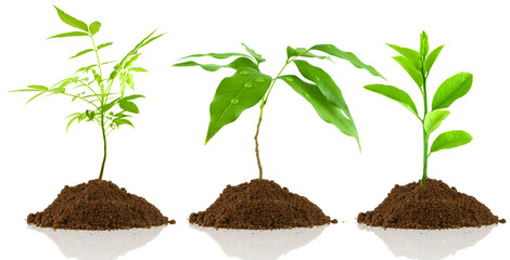 Plantu - JungleKey.fr Image #250