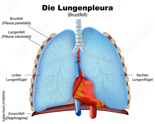 "lungenpleura, pleura der lunge vektor illustration" Stockfotos und ...