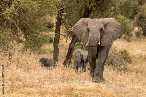 Plakater - Stort Udvalg Af Elefanter - Køb Hos Europosters.dk