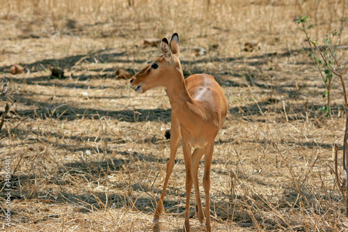 Vilde dyr Plakater & Posters - Billige plakater køb online | Europosters.dk