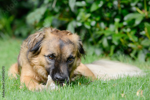 Hunde Plakater & Posters - Billige plakater køb online | Europosters.dk