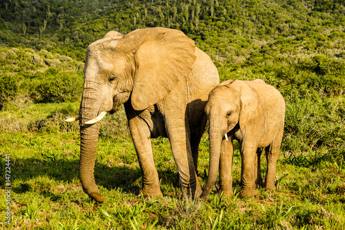 Koop Olifanten Posters van EuroPosters.nl