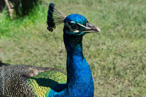 Vilde dyr Plakater & Posters - Billige plakater køb online | Europosters.dk