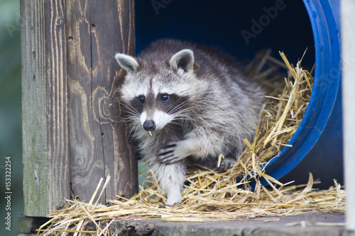 Vilde dyr Plakater & Posters - Billige plakater køb online | Europosters.dk