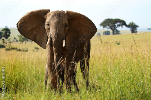Koop Olifanten Posters van EuroPosters.nl