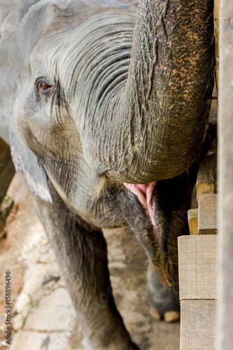 Plakater - Stort Udvalg Af Vilde dyr - Køb Hos Europosters.dk