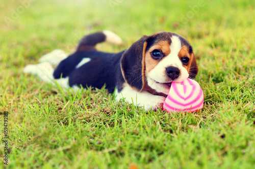 Hunde Plakater & Posters - Billige plakater køb online | Europosters.dk