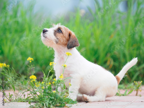 Hunde Plakater & Posters - Billige plakater køb online | Europosters.dk