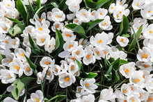 Floral Wallpaper & Flower Wall Murals | Murale Design