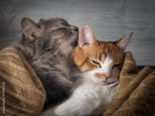 Koop Katten Posters Posters van EuroPosters.nl