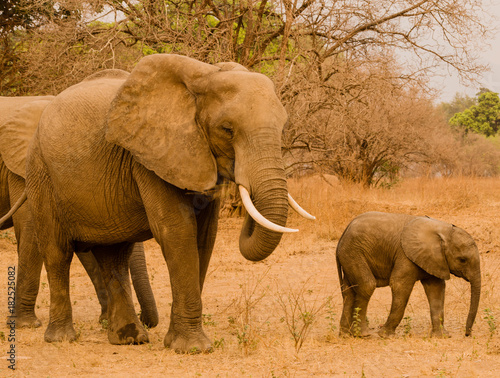 Koop Olifanten Posters van EuroPosters.nl